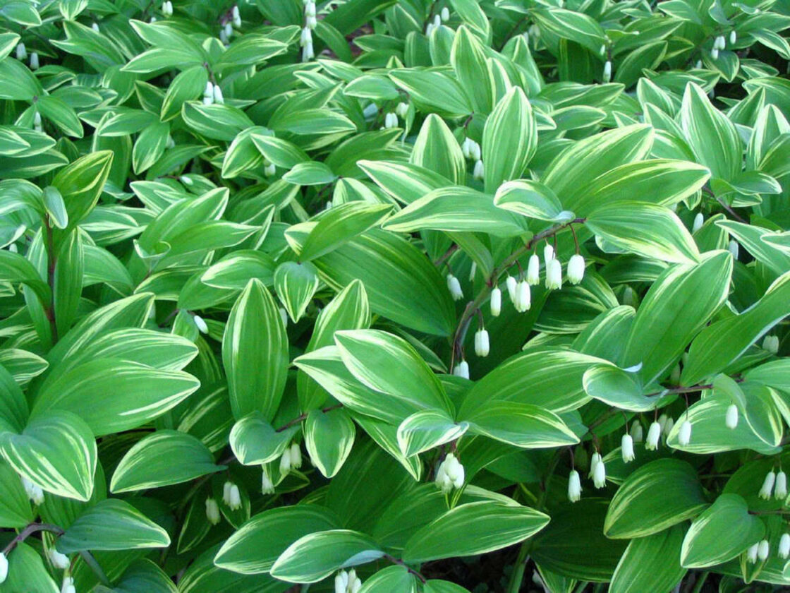 The Benefits of Landscaping With Solomon’s Seal Perennials - Dream ...